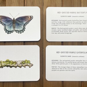 Butterfly and Caterpillar Learning Cards Montessori Insect - Etsy
