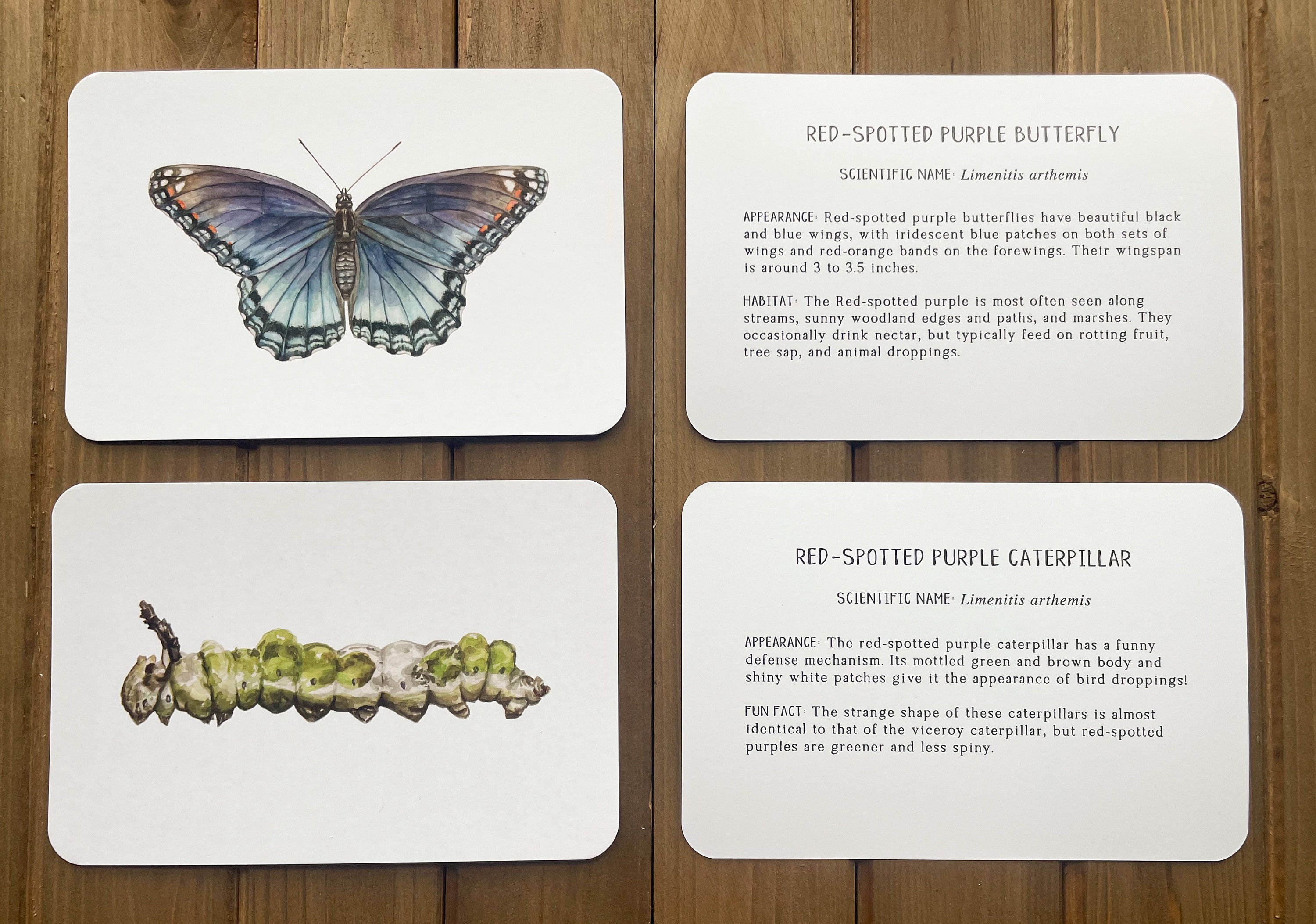 Butterfly and Caterpillar Learning Cards Montessori Insect - Etsy