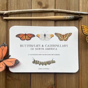 Butterfly and Caterpillar Learning Cards | Montessori Insect Flashcards ...