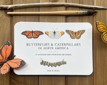 Butterfly Life Cycle - Etsy