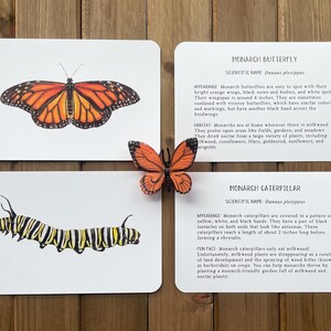 Butterfly and Caterpillar Learning Cards | Montessori Insect Flashcards ...