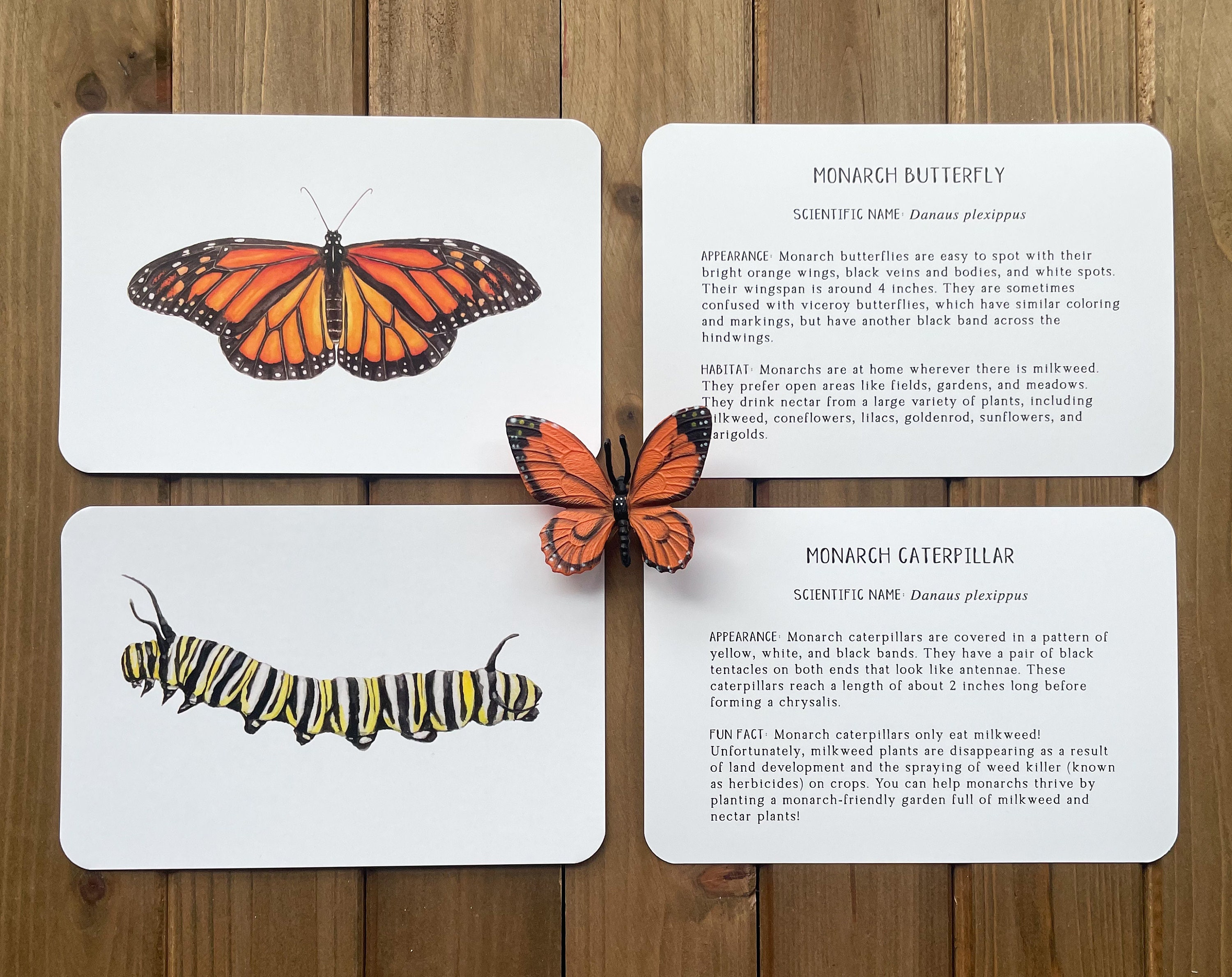 Butterfly and Caterpillar Learning Cards Montessori Insect - Etsy
