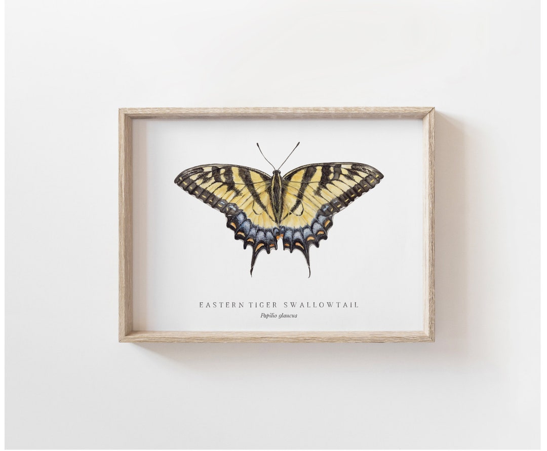 Eastern Tiger Swallowtail Butterfly Watercolor Print | Butterfly Art ...