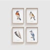 Backyard Birds of North America Watercolor Print | Nature Chart | Bird ...