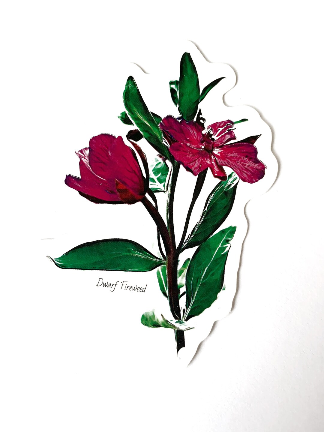 Dwarf Fireweed Wildflower Sticker - Etsy