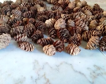 Mini Pine Cones 30 Count 1 1/2