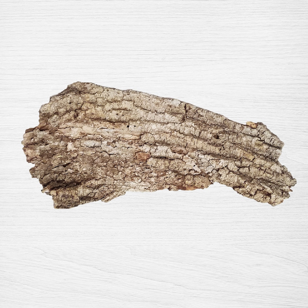 Natural Tree Bark Slab 17 Inch, Box Elder Tree Bark, Terrarium Bark, Nature Art, Fairy Gardens ...