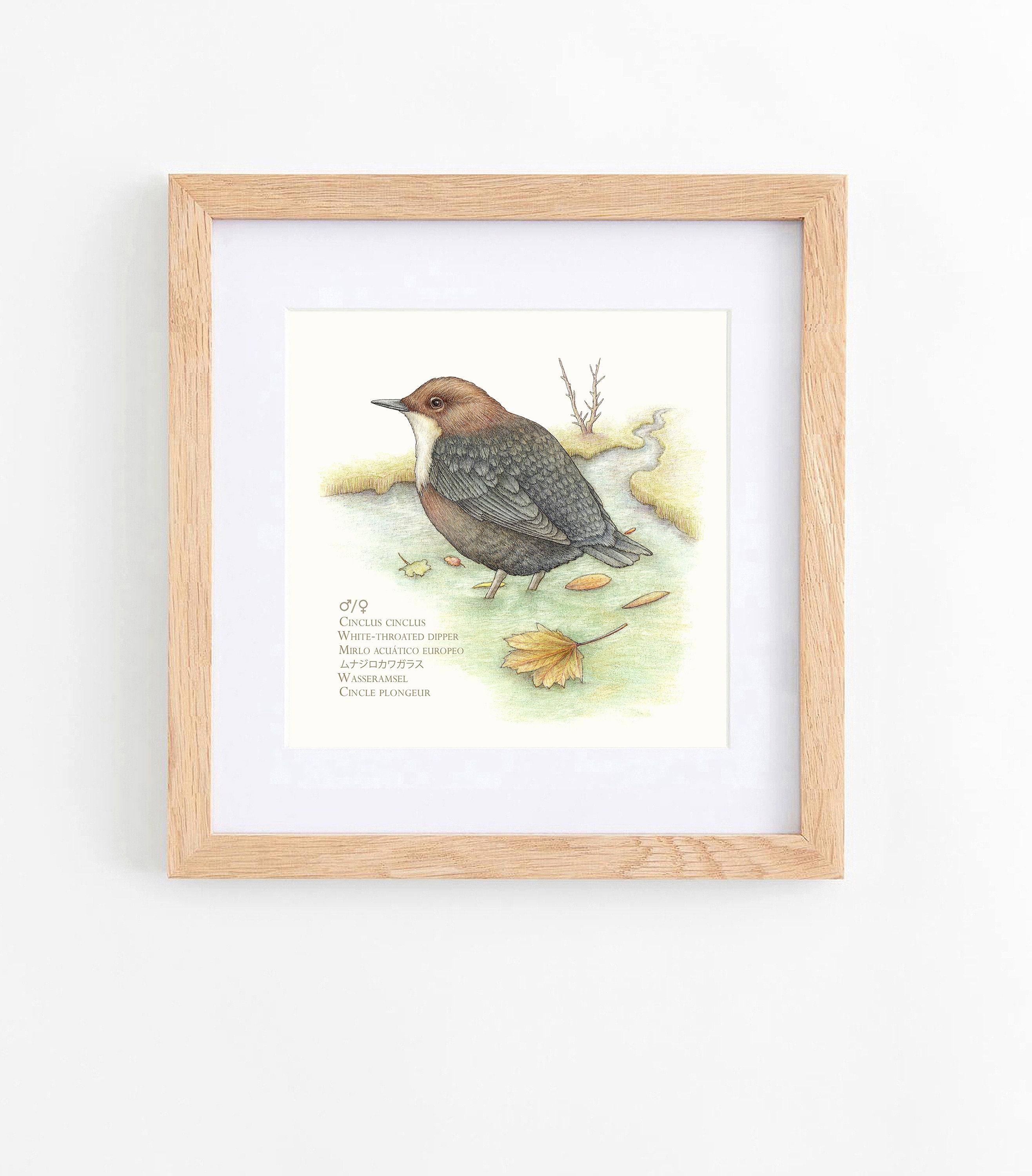 Dipper female. Sheet 13cm X 13cm - Etsy