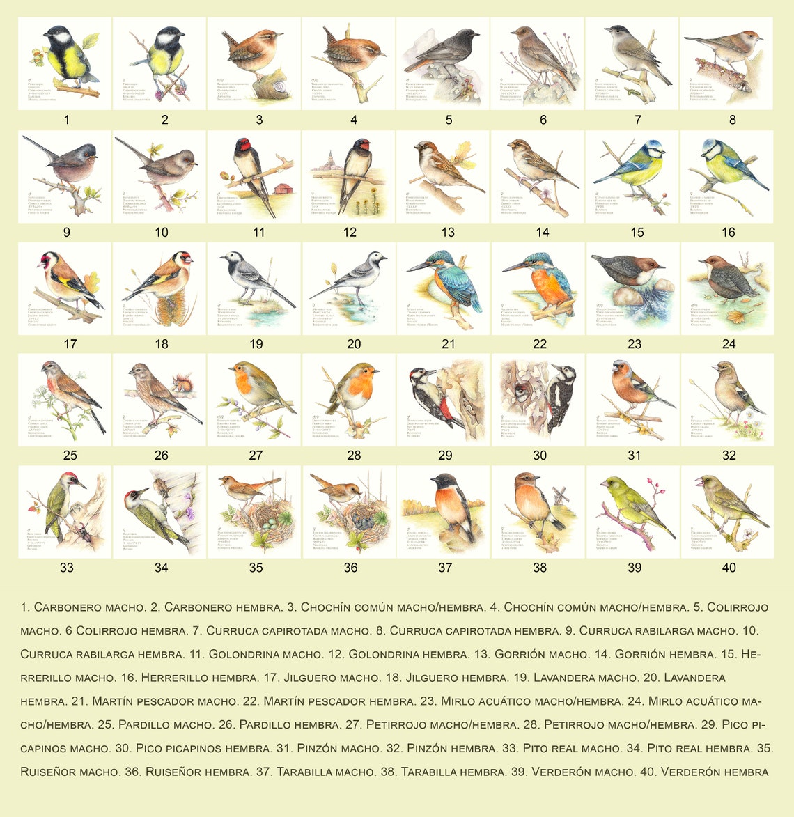 Dipper female. Sheet 13cm X 13cm - Etsy