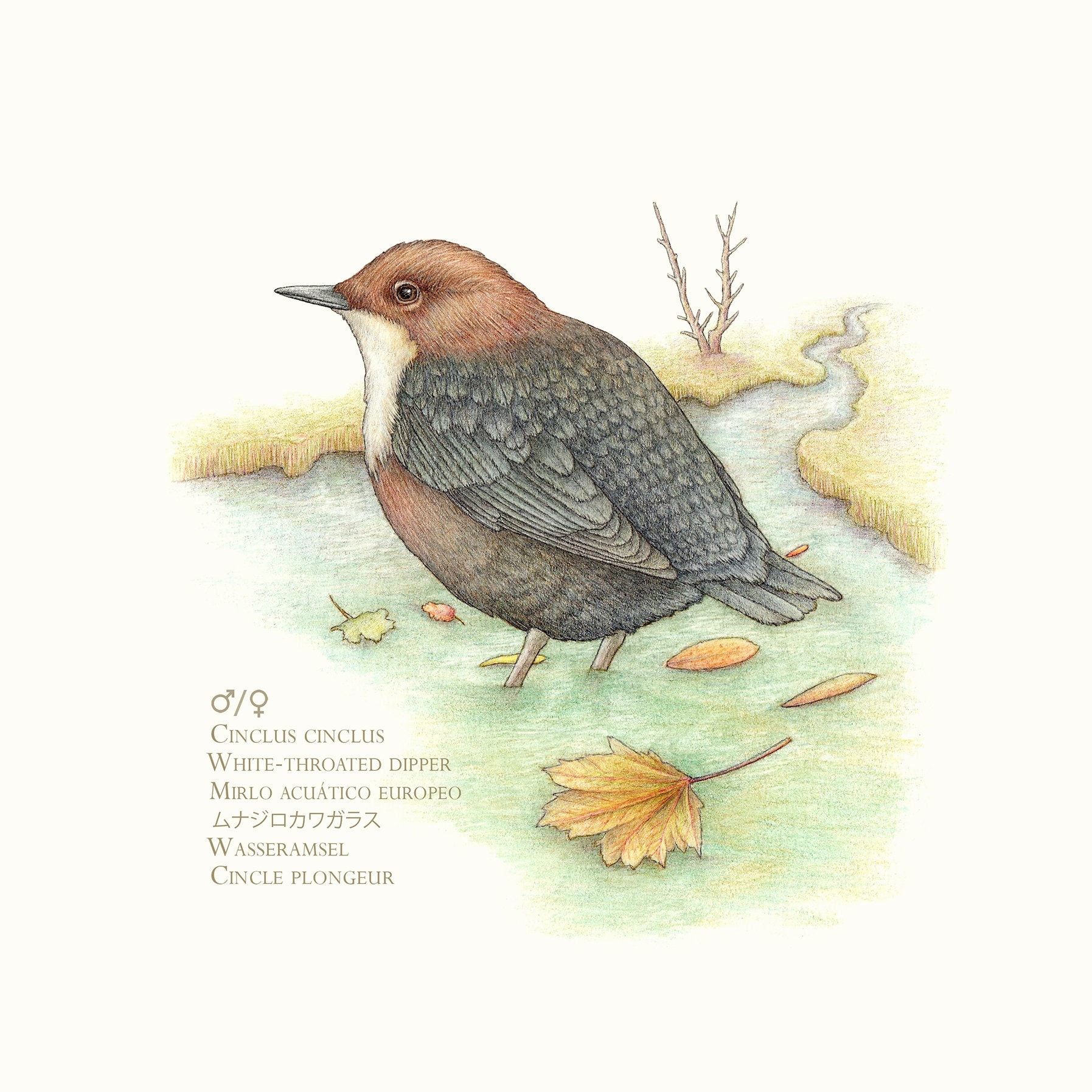 Dipper female. Sheet 13cm X 13cm - Etsy