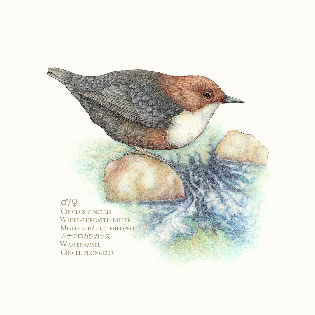 Dipper male. Sheet 13cm X 13cm - Etsy