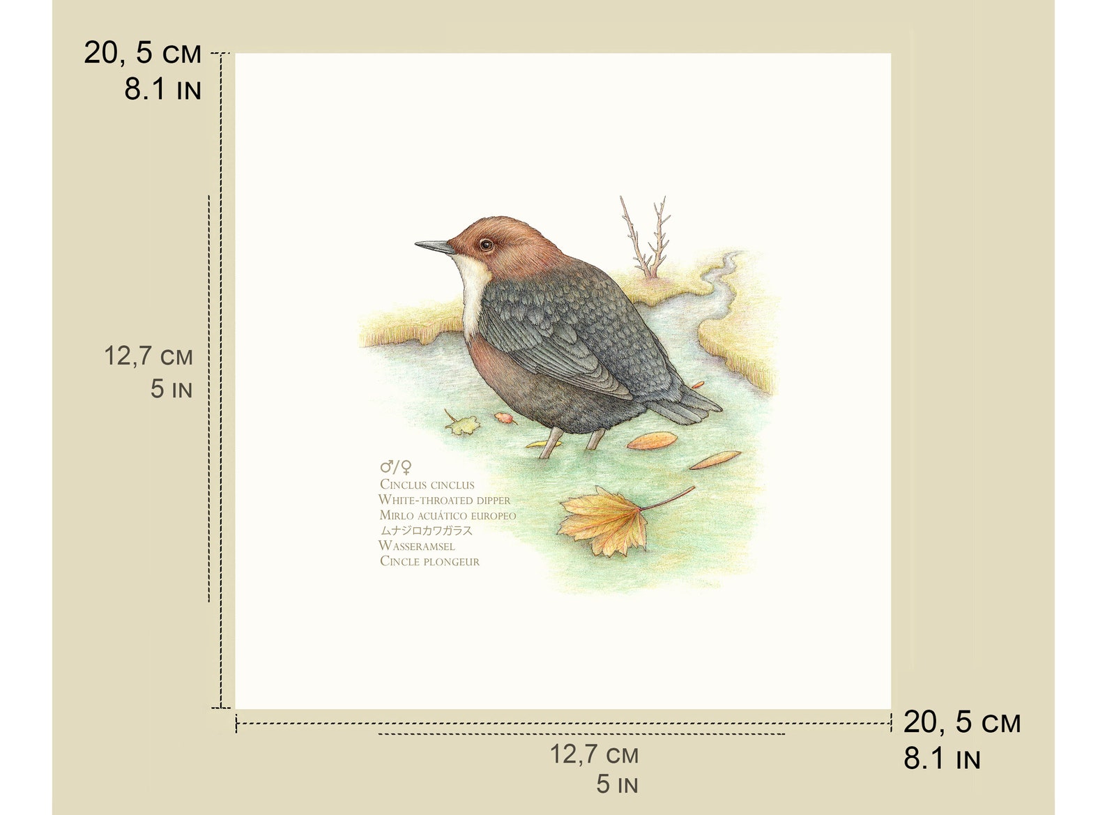 Dipper female. Sheet 13cm X 13cm - Etsy