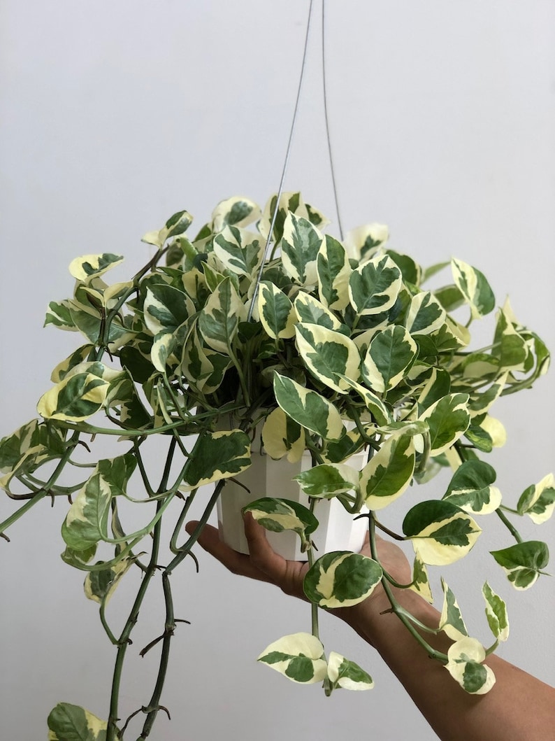 Pothos Varieties and How to Correctly Identify Them – MY WASTELESS LIFE