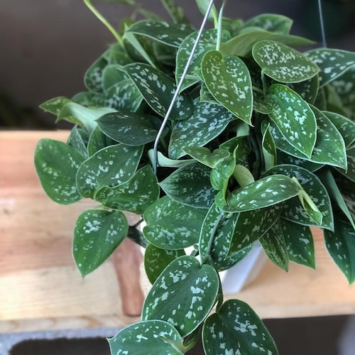 lalaplants - Etsy