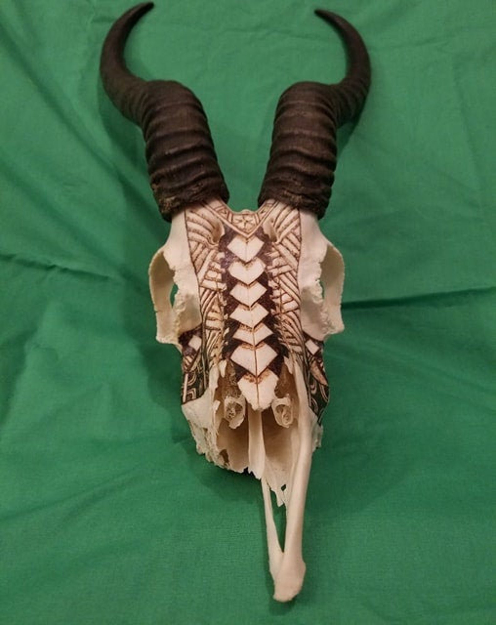 Pyrography on Springbok Skull - Etsy
