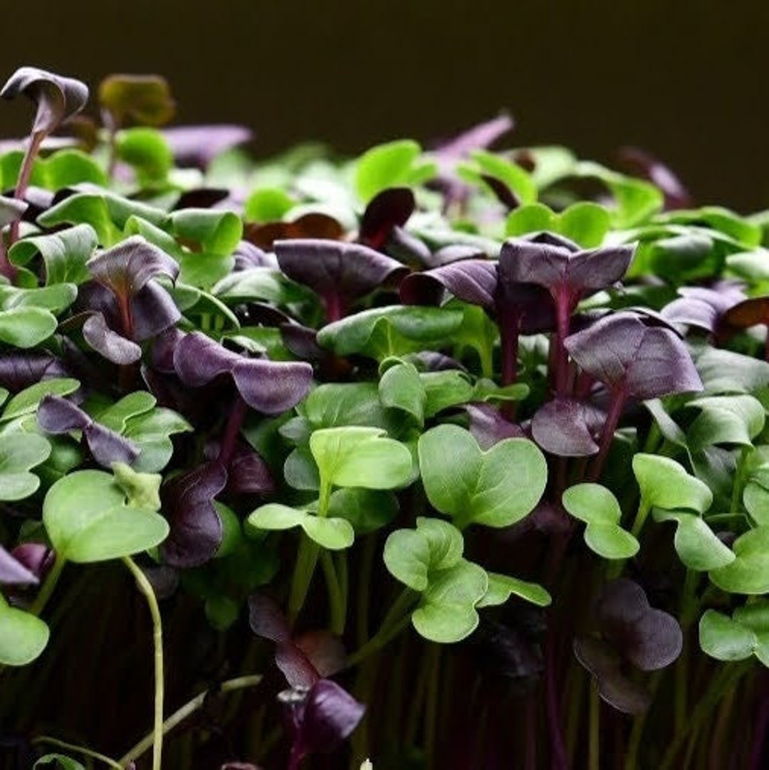 Organic Rainbow Radish Seed Mix Triton Red Arrow and Daikon Radish ...