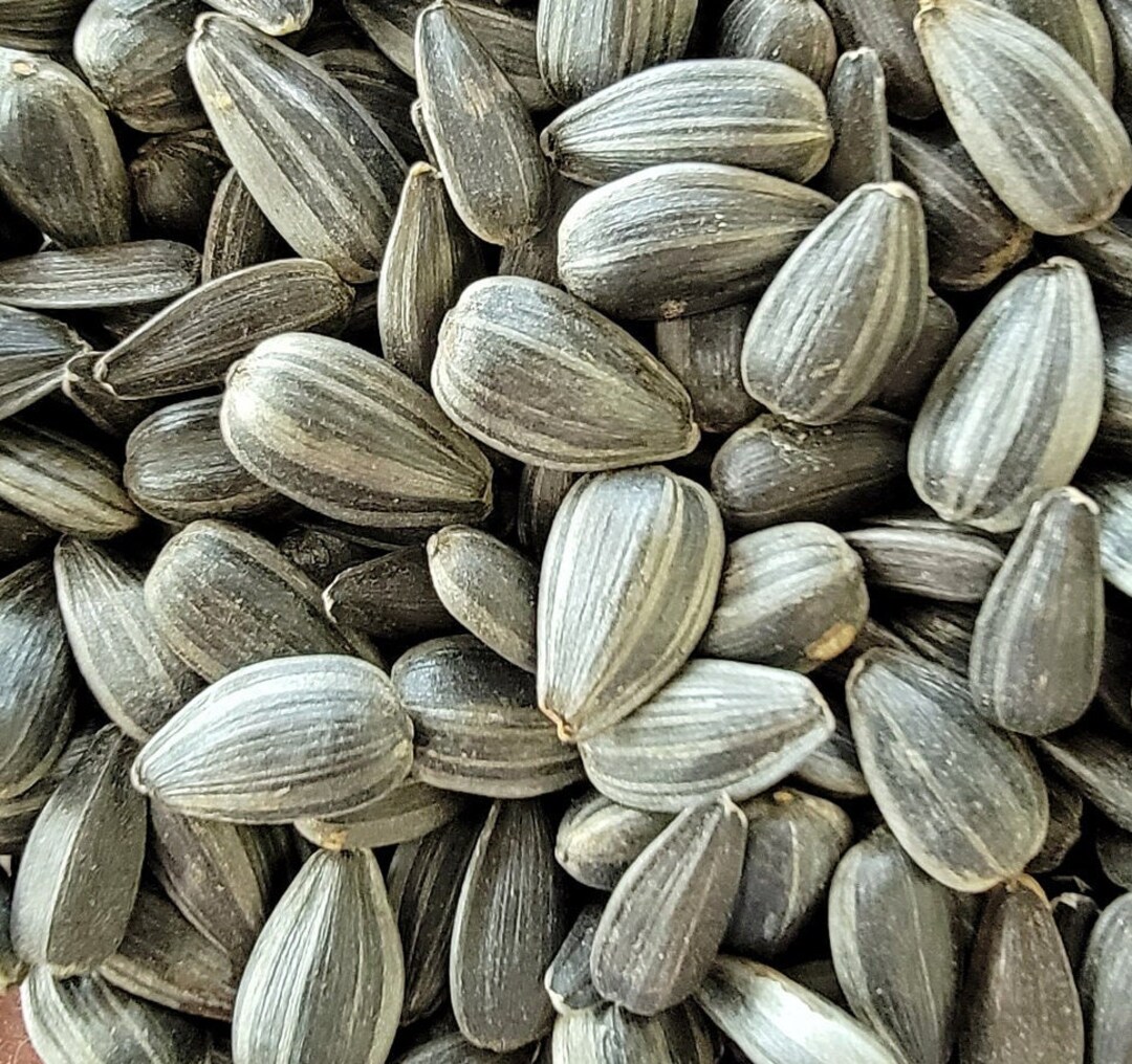 Organic Black Oil Sunflower Seeds, Microgreens, Sprouting, 200 Gram ...