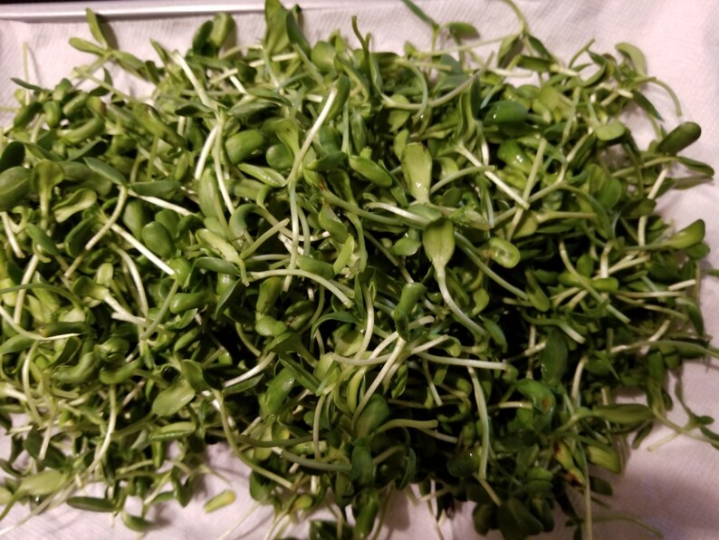 Organic Black Oil Sunflower Seeds, Microgreens, Sprouting, 200 Gram ...