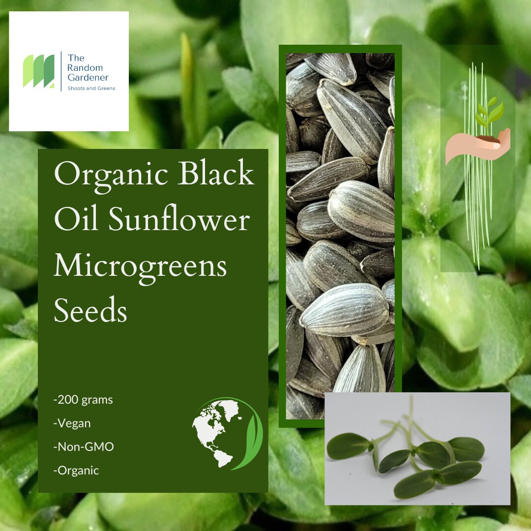 Organic Black Oil Sunflower Seeds, Microgreens, Sprouting, 200 Gram ...