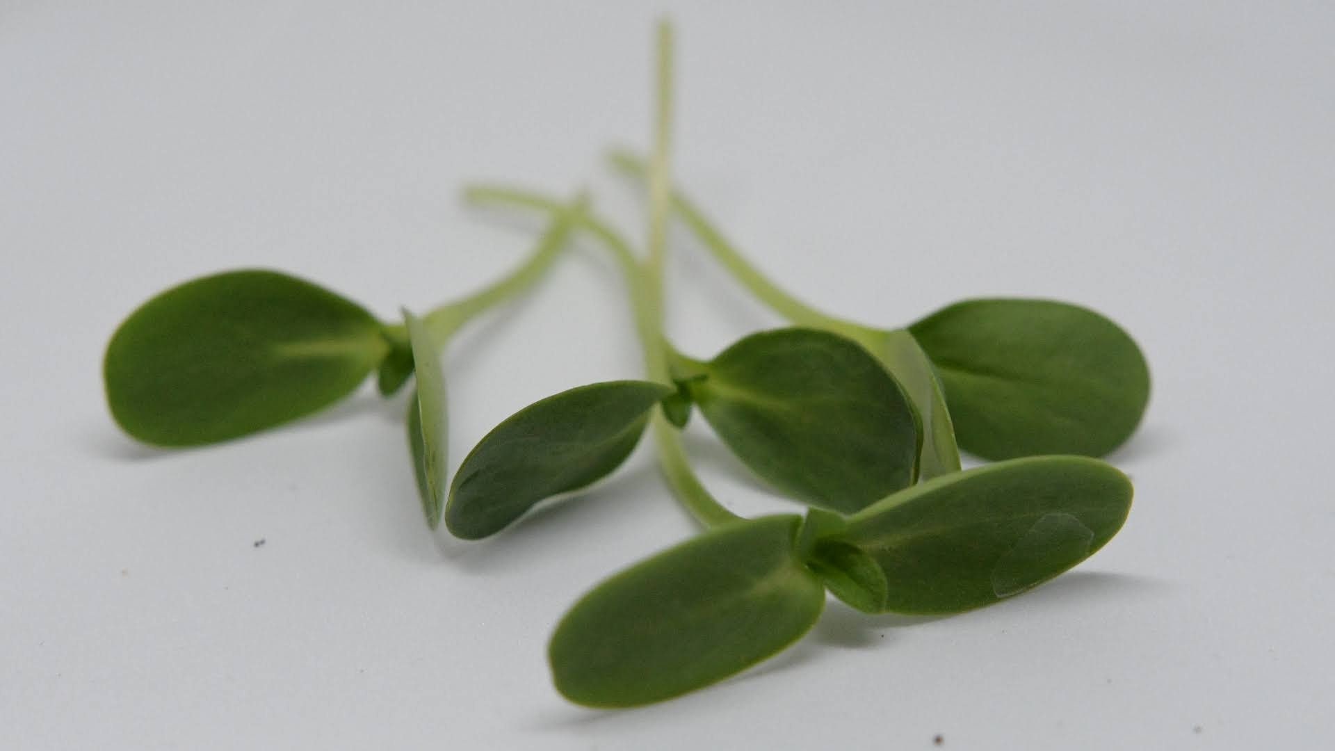 Organic Black Oil Sunflower Seeds, Microgreens, Sprouting, 200 Gram ...