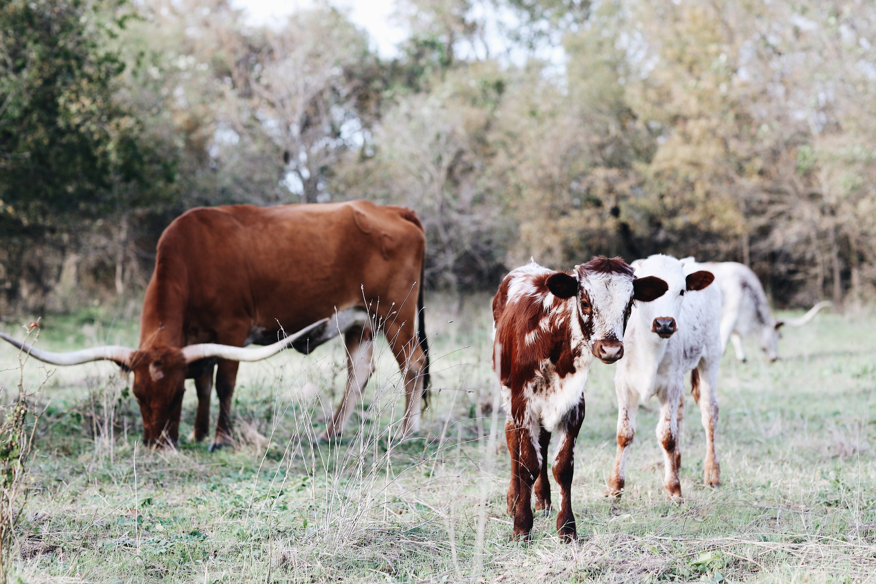 Set of Photos 1 - Etsy