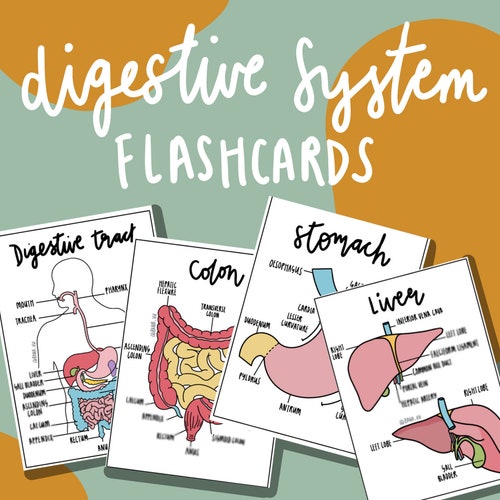Complete Anatomy Flashcards PDF - Etsy