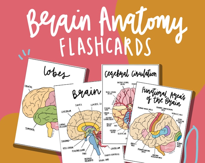 Brain Anatomy Flashcards PDF - Etsy