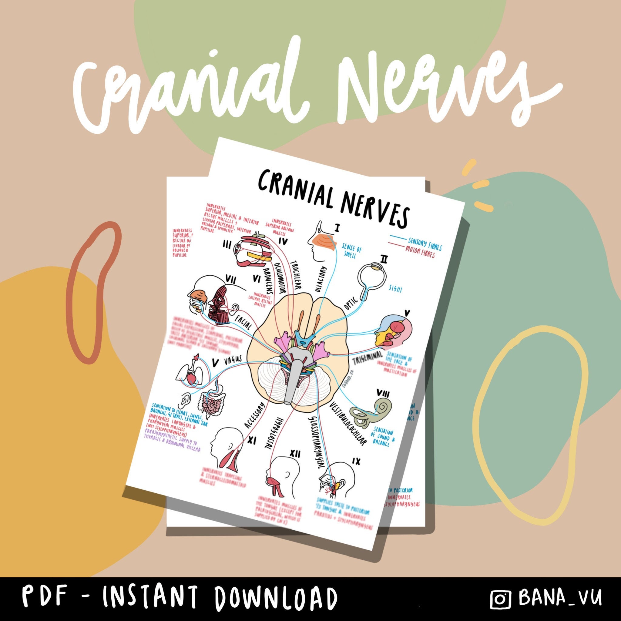 Cranial Nerves Poster (PDF) - Etsy