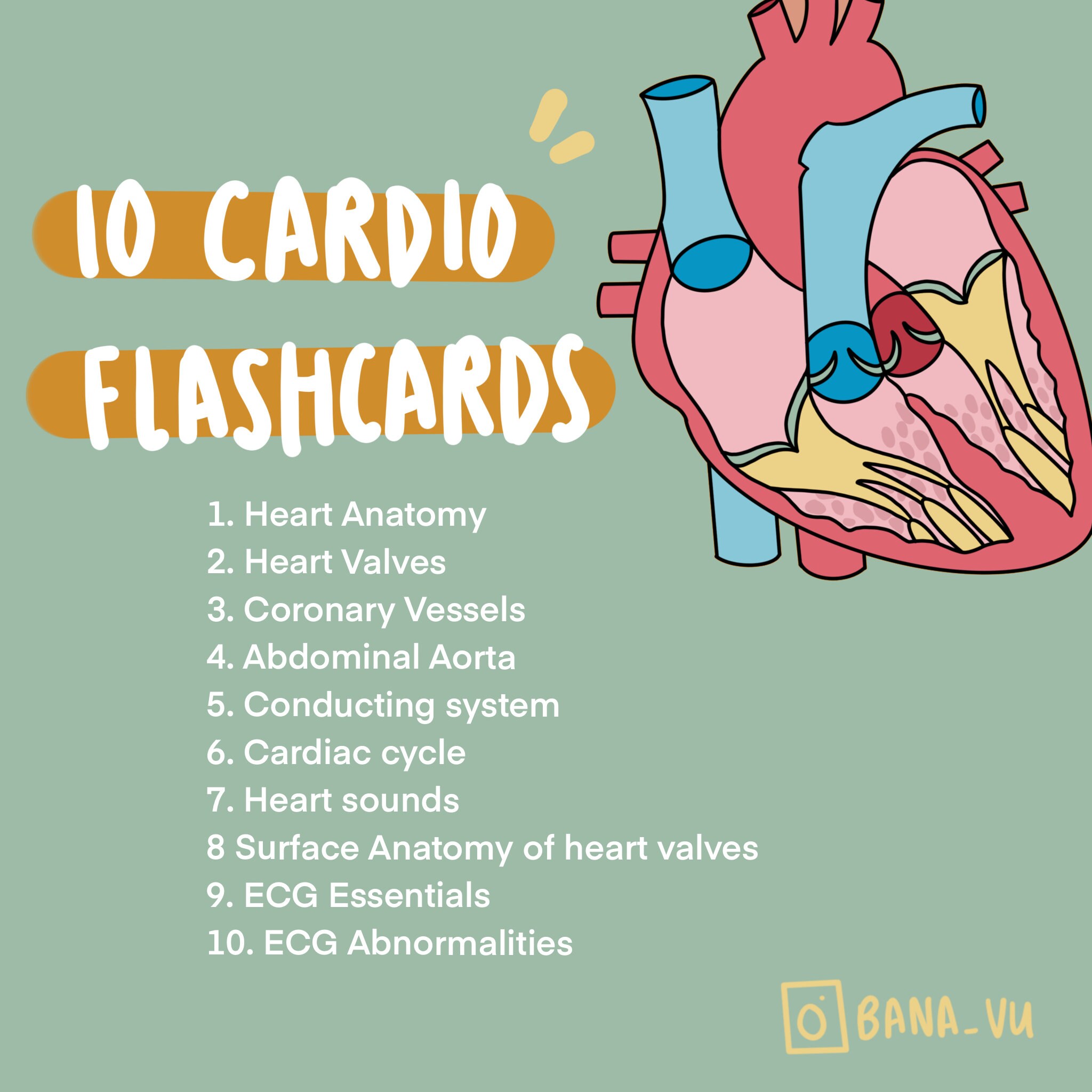 Cardiac Anatomy & Physiology Flashcards PDF - Etsy UK