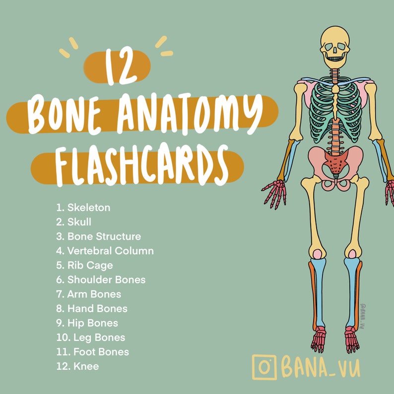 Basic Anatomy Flashcards (PDF) - Etsy Sweden