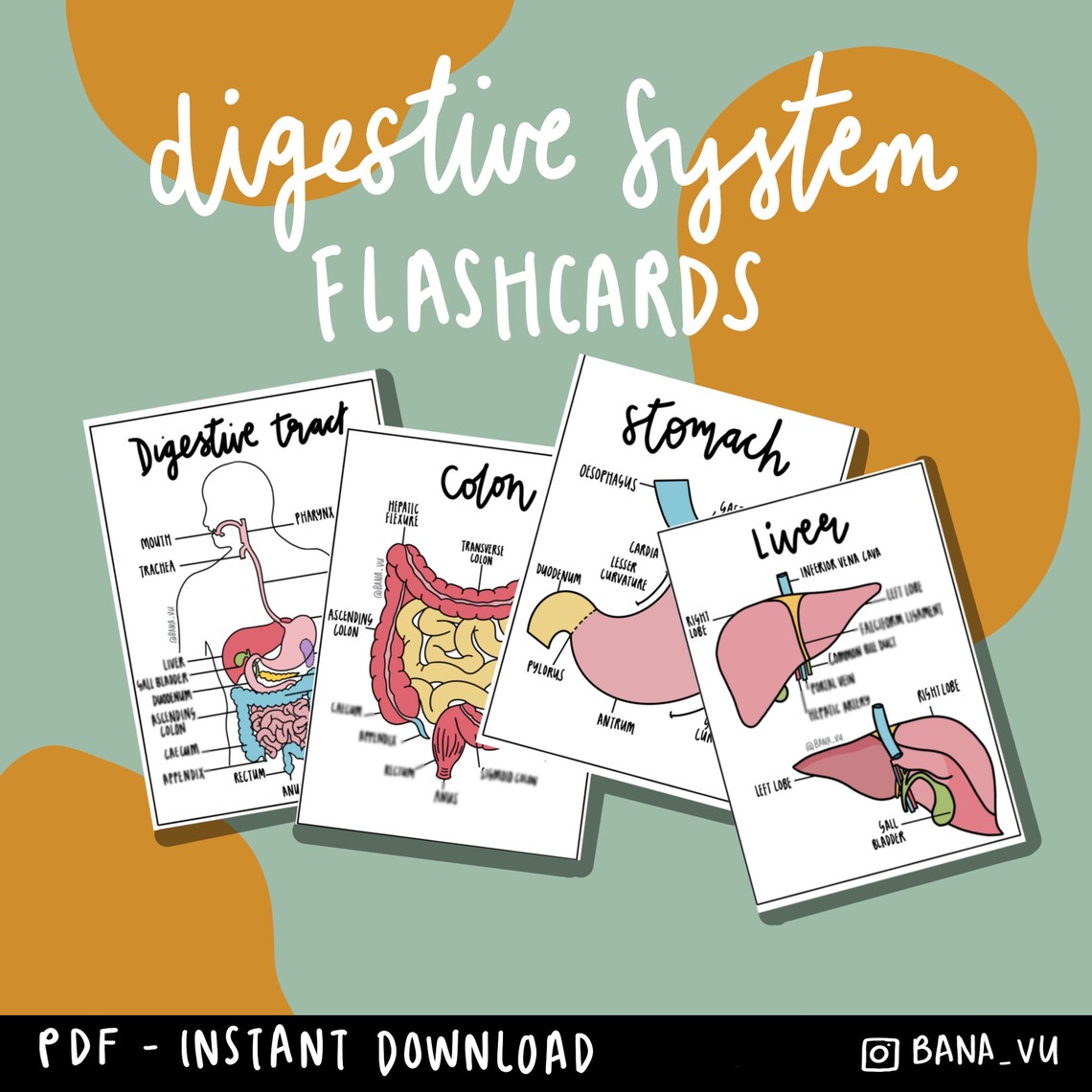 Digestive Anatomy Flashcards (PDF) - Etsy