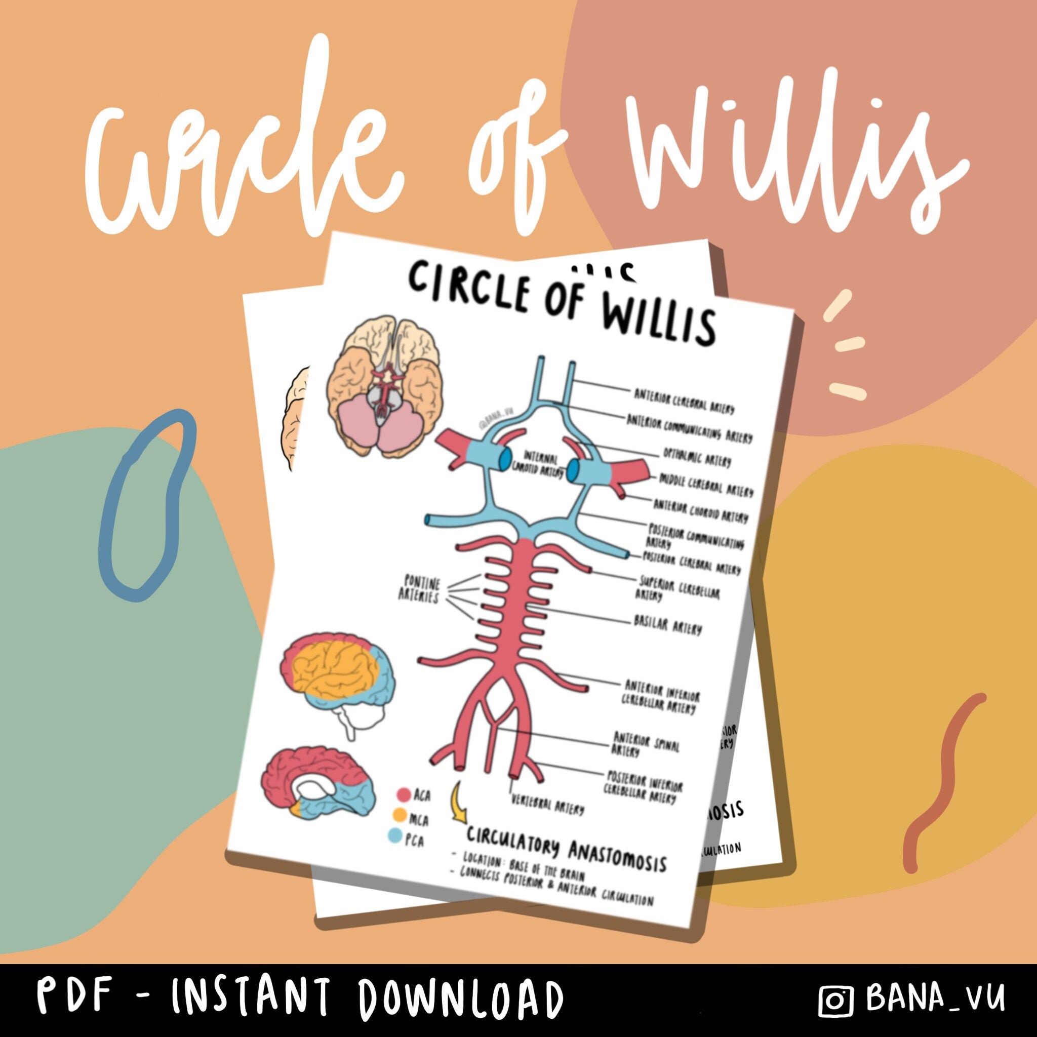 Circle of Willis Poster (PDF) - Etsy
