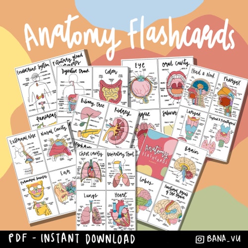 Brain Anatomy Flashcards PDF - Etsy