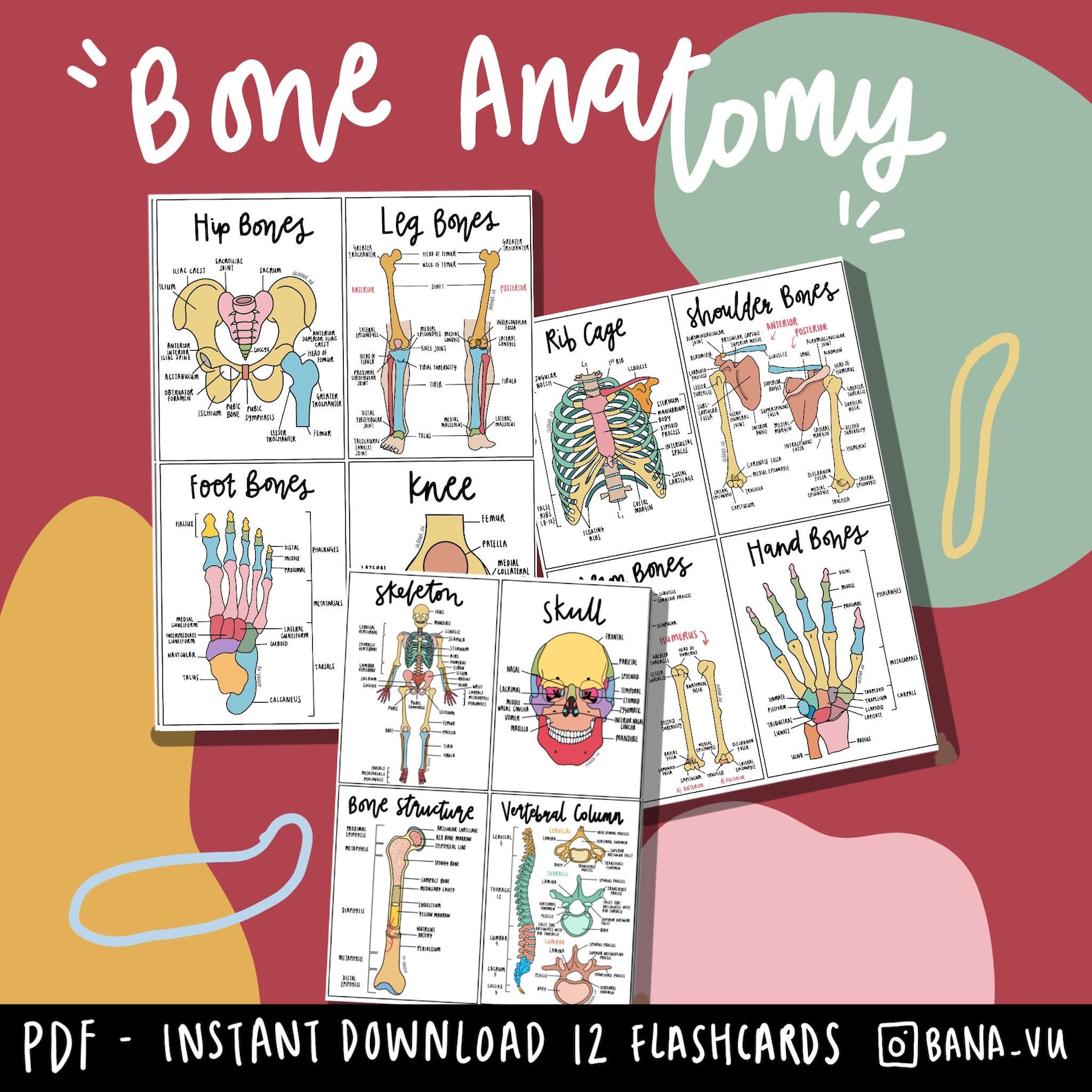 Basic Anatomy Flashcards (PDF) - Etsy