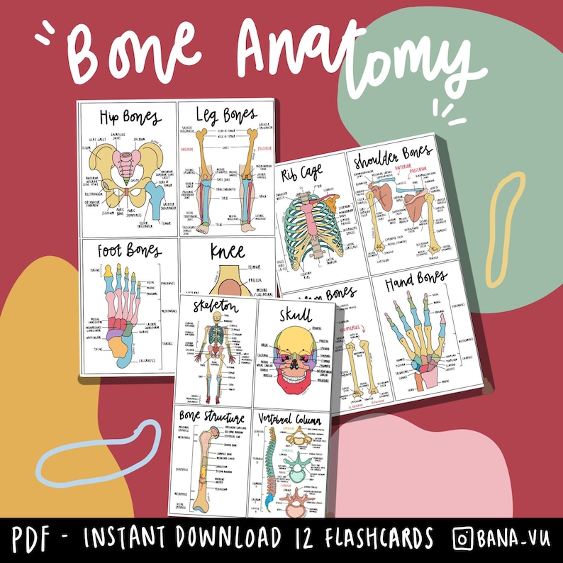 Basic Anatomy Flashcards (PDF) - Etsy