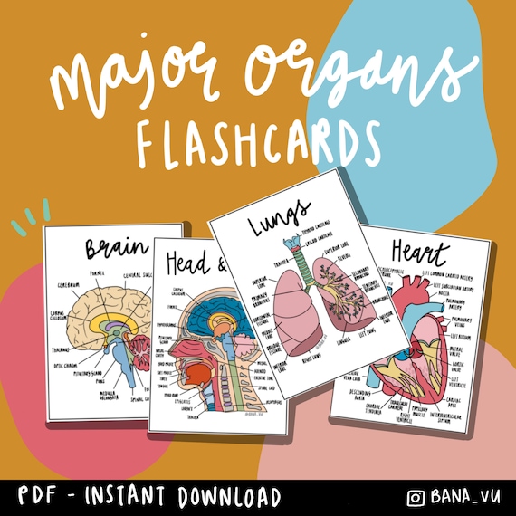 Major Organs Anatomy Flashcards PDF | Etsy