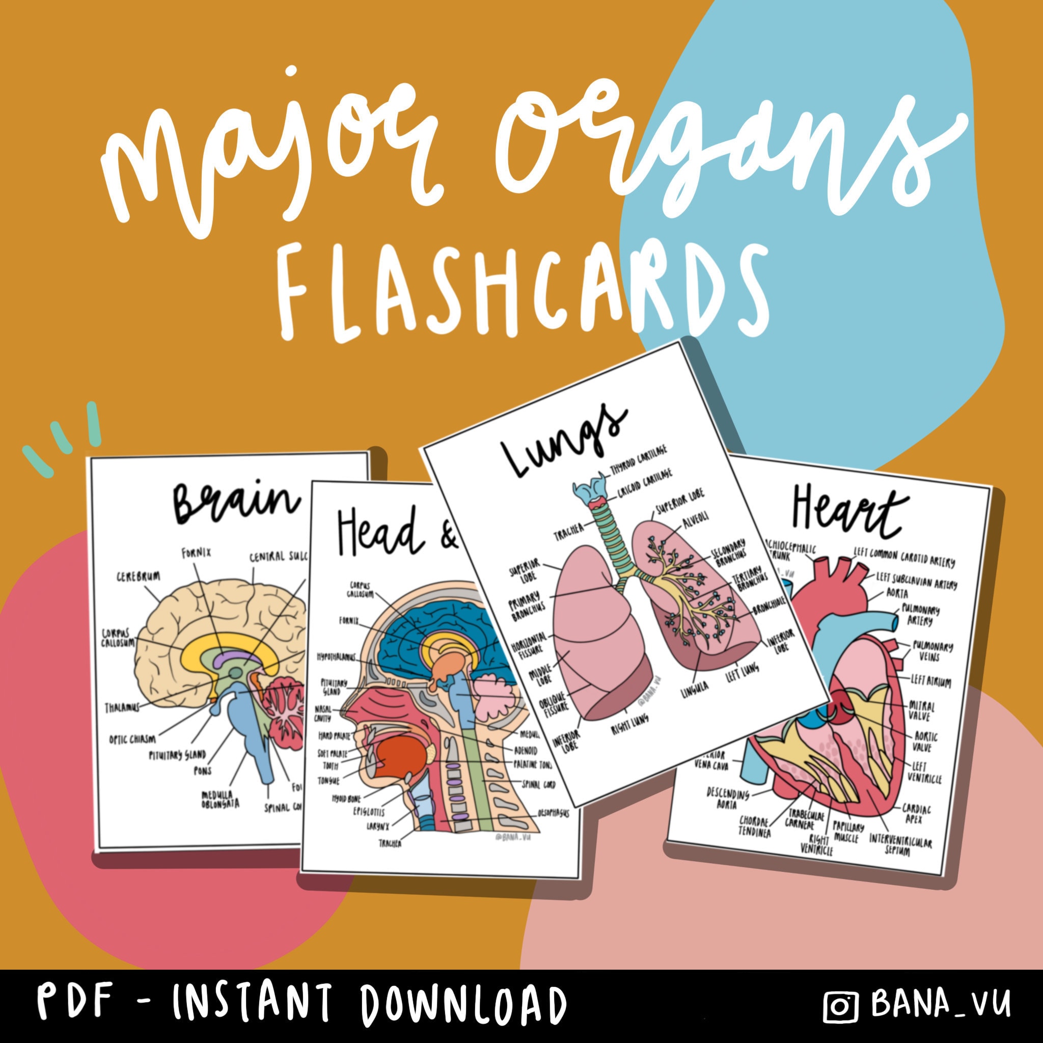 Major Organs Anatomy Flashcards (PDF) - Etsy