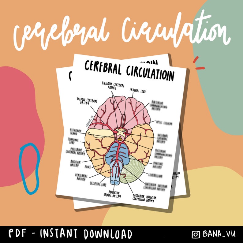 Cerebral Circulation Poster (PDF) - Etsy