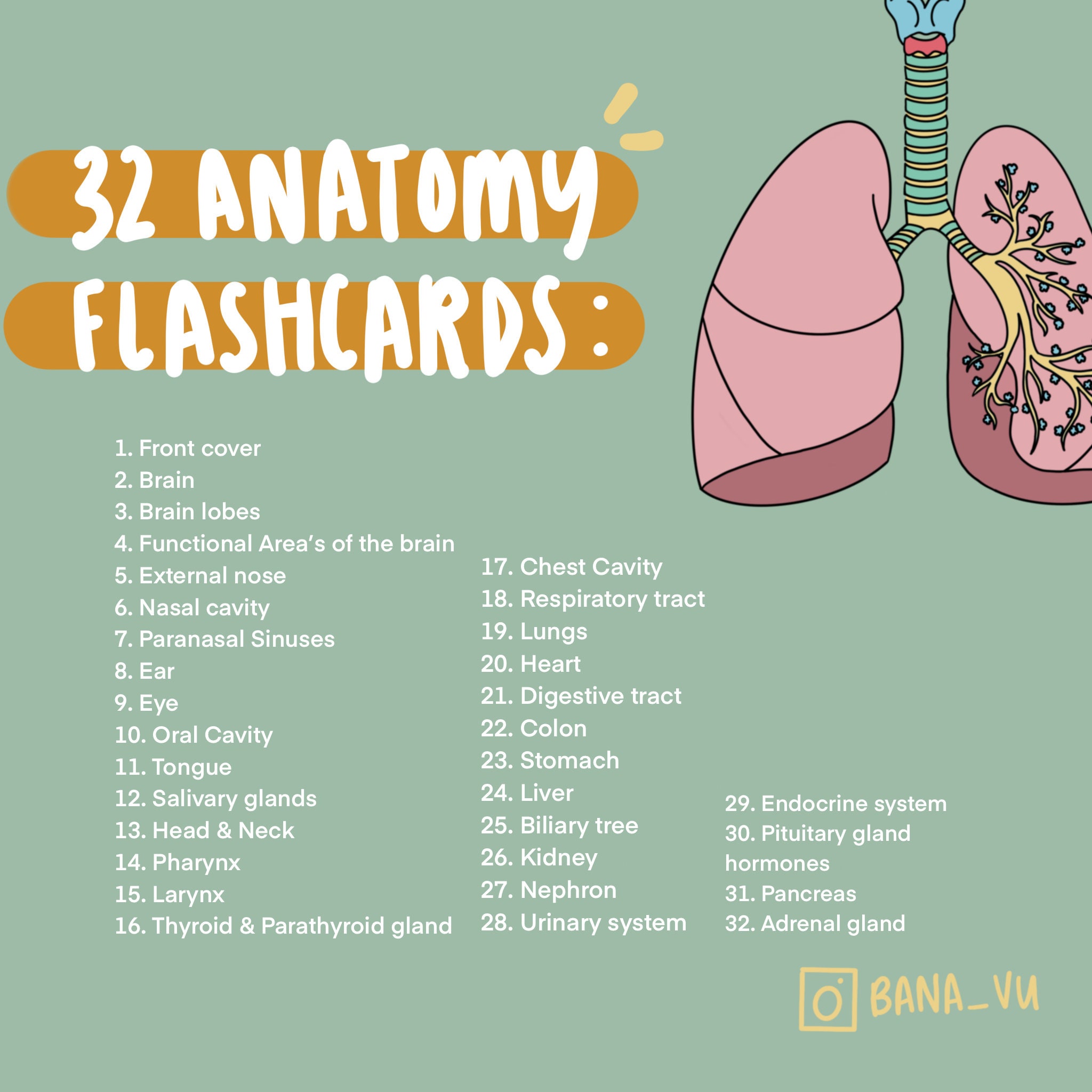 Complete Anatomy Flashcards (PDF) - Etsy