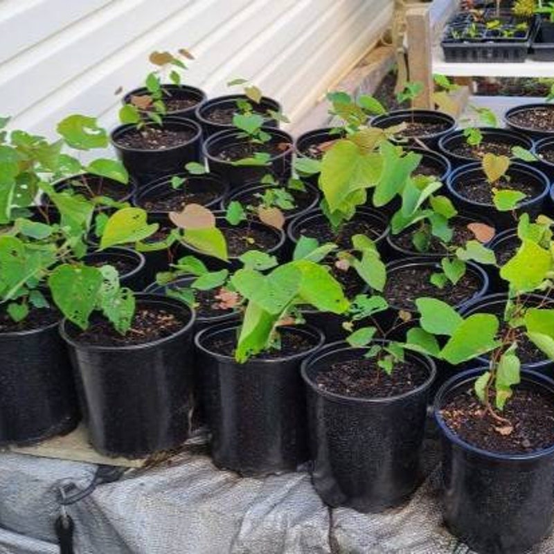 Tree Seedling - Etsy