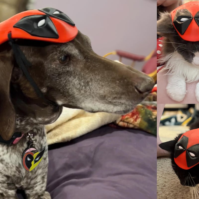 Deadpool Dog Costume - Etsy