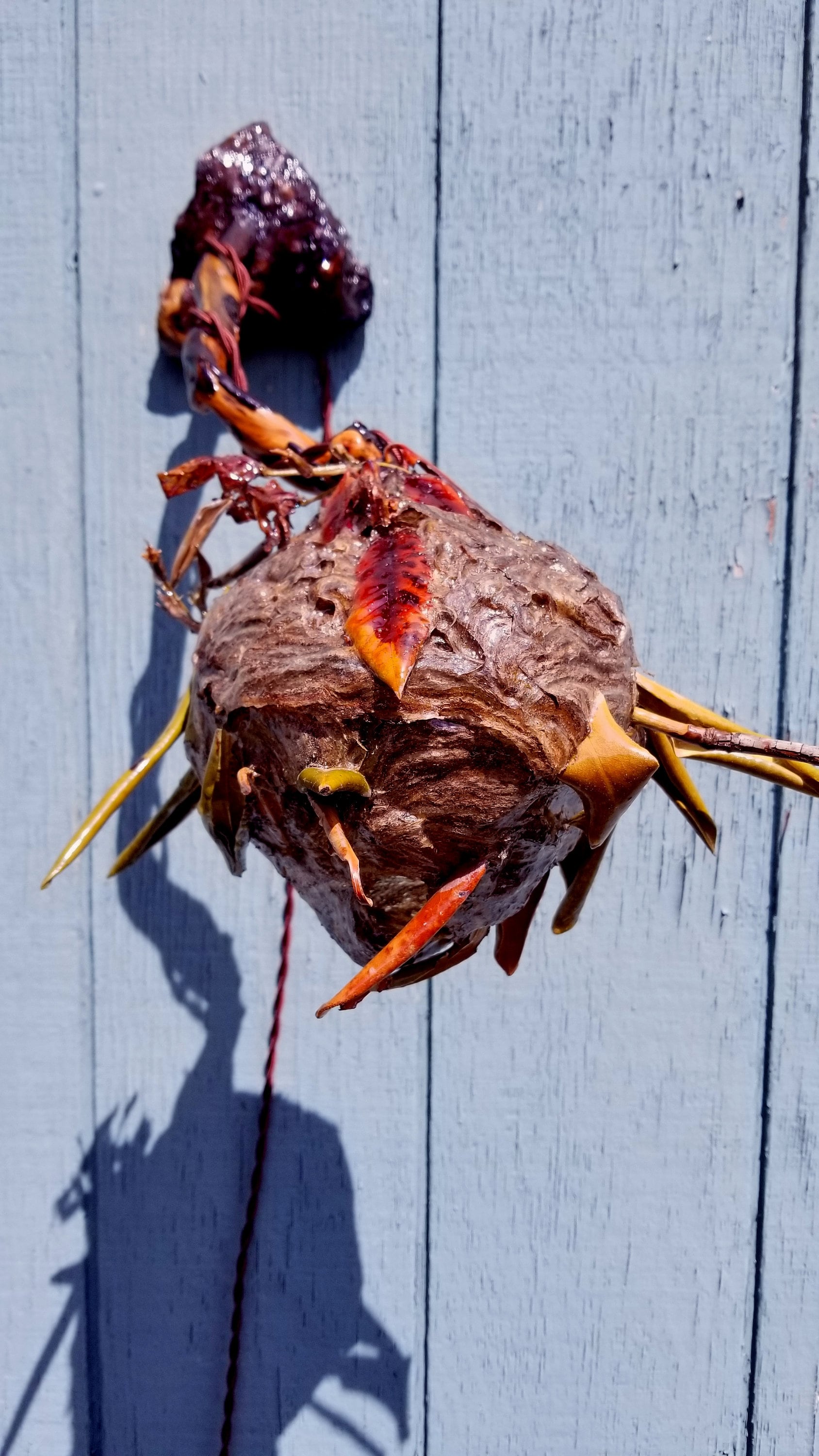 First Ever Real Wasp Nest Lamp. Collectors Quality Hornet - Etsy