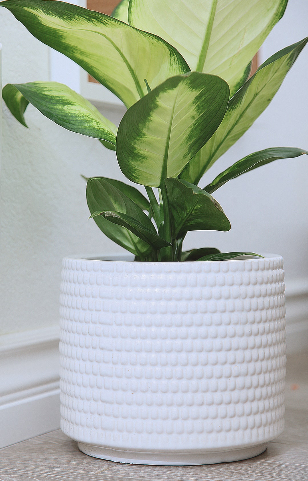 Ceramic Pots for Plants Modern Ceramic Pot Planter Cylinder Collections ...