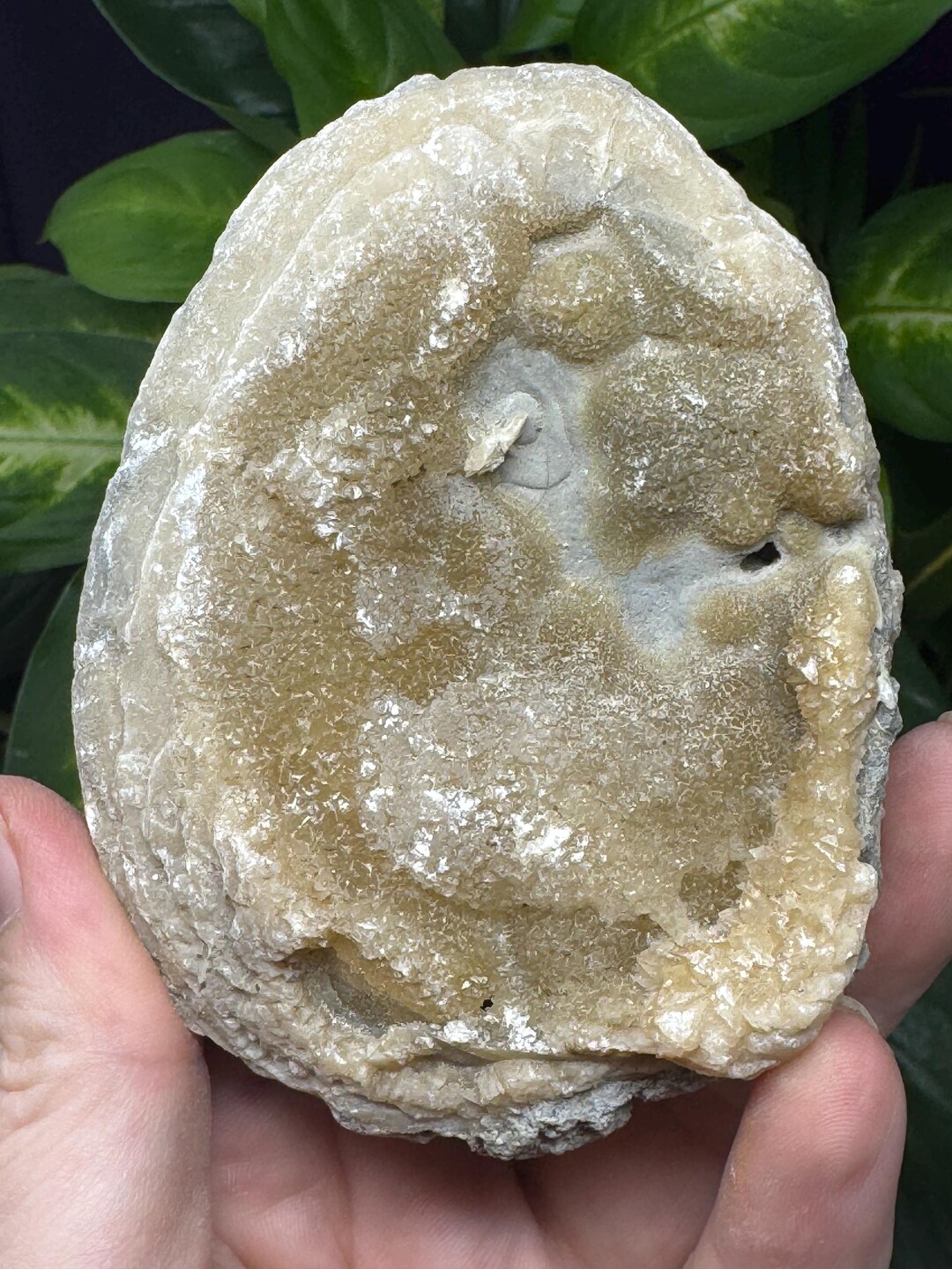 Fossilized Clam With Calcite~okeechobee County, Florida, Rucks Pit, Aka ...
