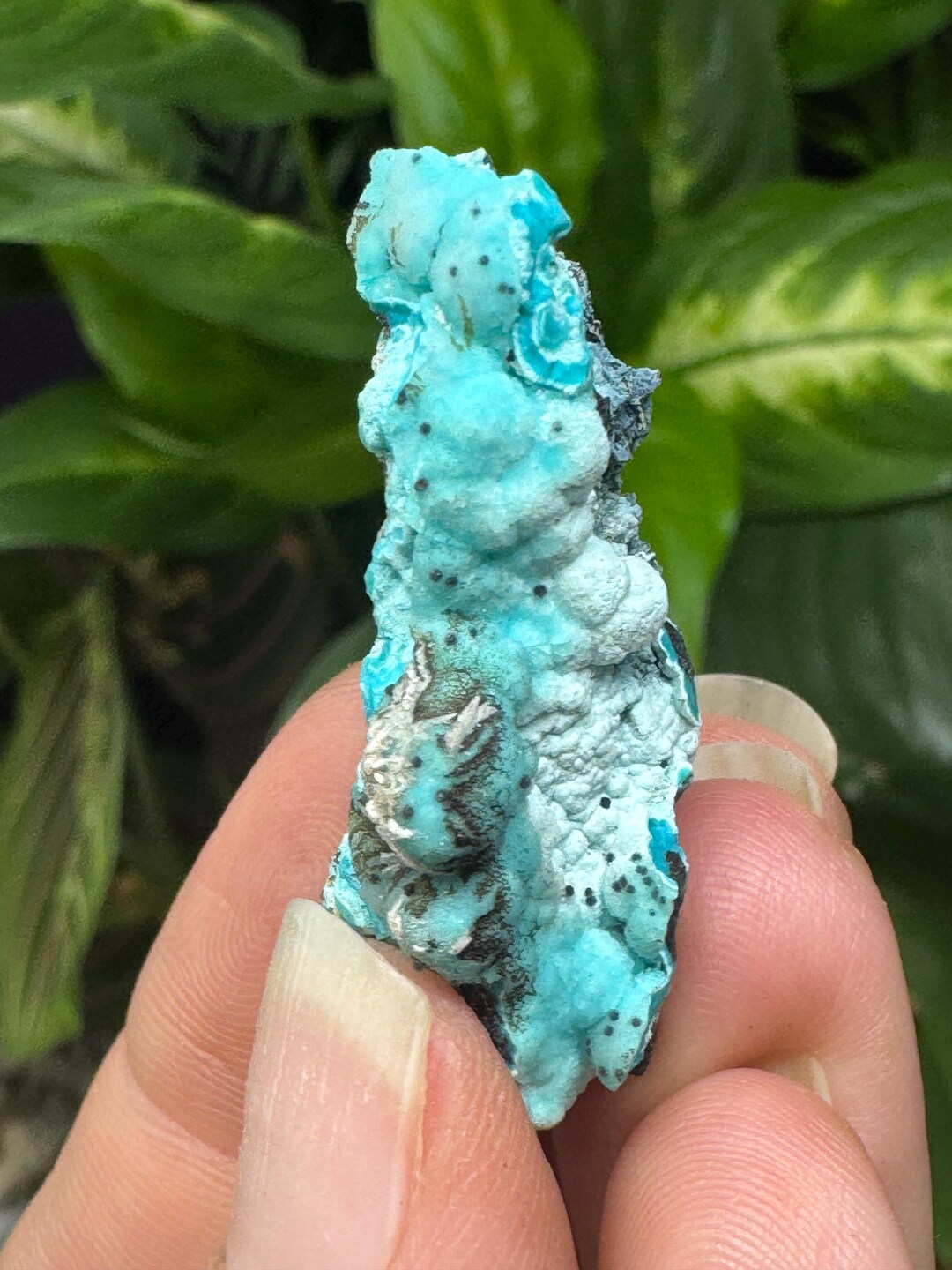 Chrysocolla~the Planet Mine~arizona~nature Made Goods~ledford’s ...