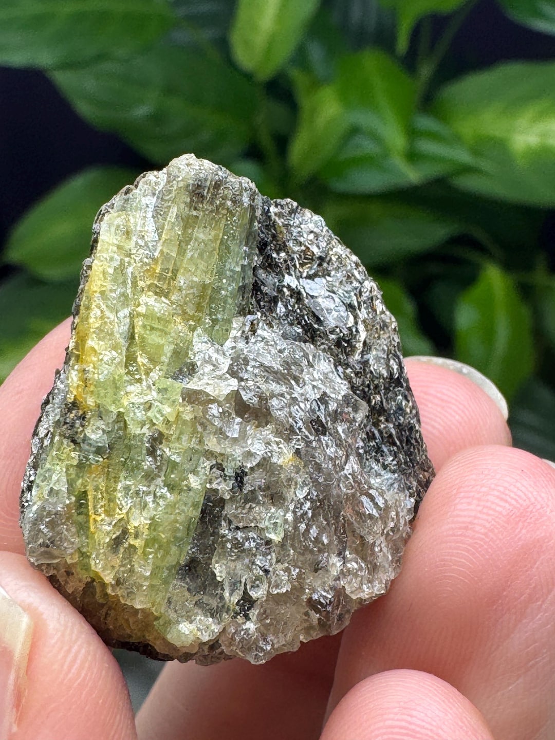 Yellow and Green Beryl Cluster in Biotite ~north Carolina Crabtree ...