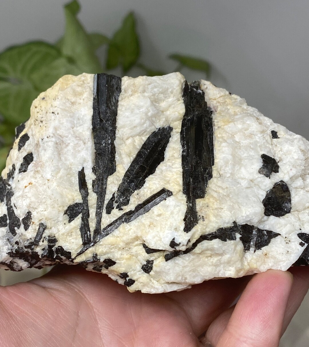 North Carolina Crabtree Mine Tourmaline in Quartz - Etsy