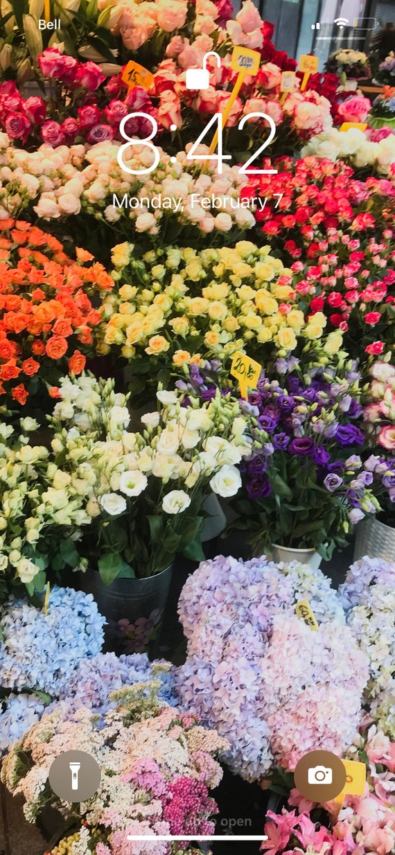 February Flowers Wallpaper