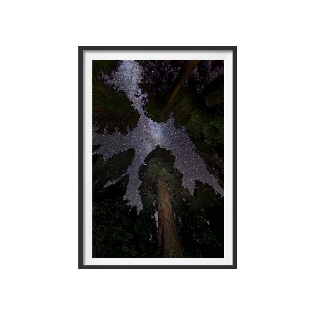 Giant Sequoia Tree With the Milky Way Galaxy in California. Nature ...