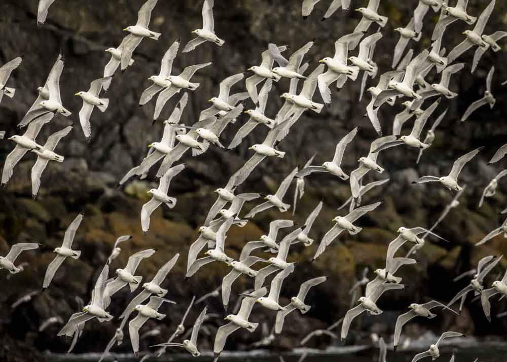 Albatross Flock Flying in Kenai Fjords, Alaska, Black and White or ...